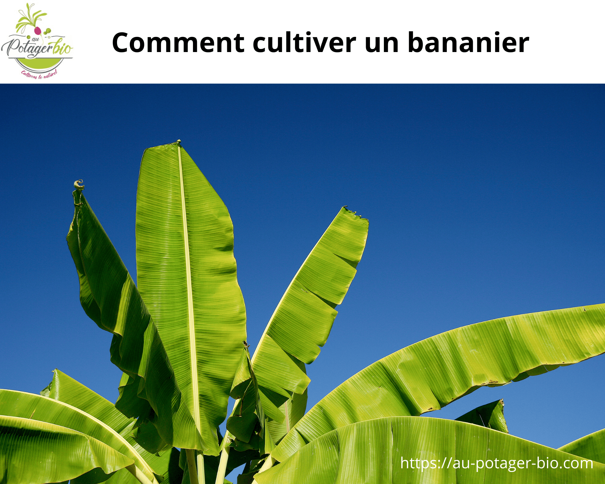 Comment cultiver un bananier dans votre jardin
