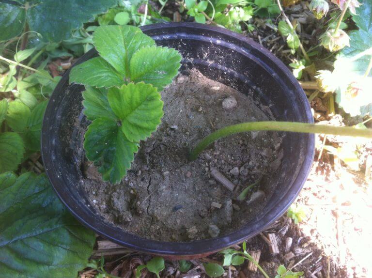 Comment multiplier les fraisiers par les stolons - Au potager bio