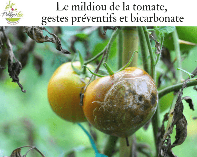 Le mildiou de la tomate, gestes préventifs et bicarbonate - Au potager bio