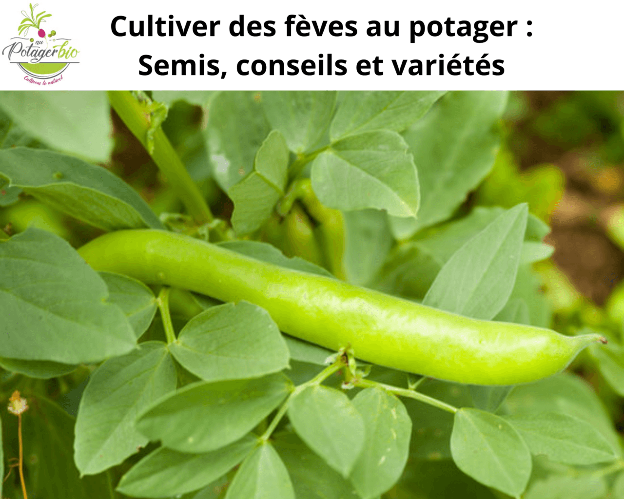Cultiver des fèves : Semis, conseils et variétés - Au potager bio