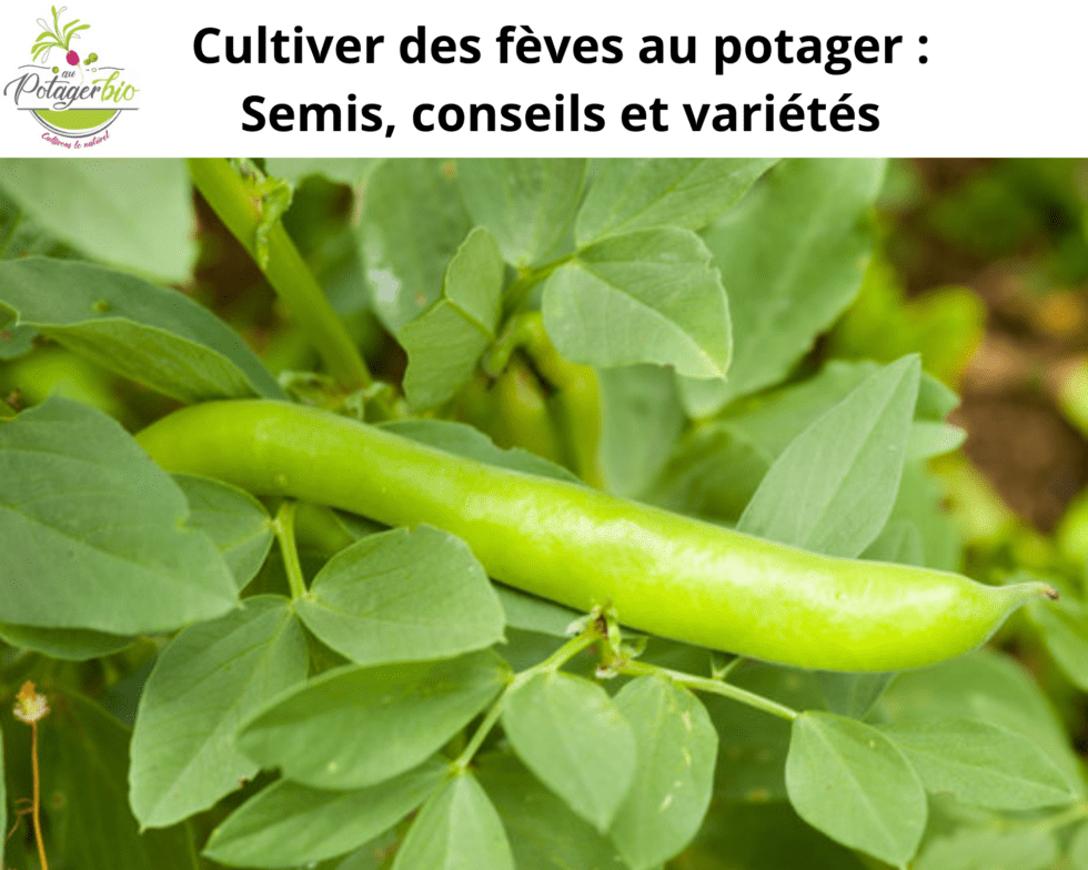 Cultiver des fèves : Semis, conseils et variétés - Au potager bio