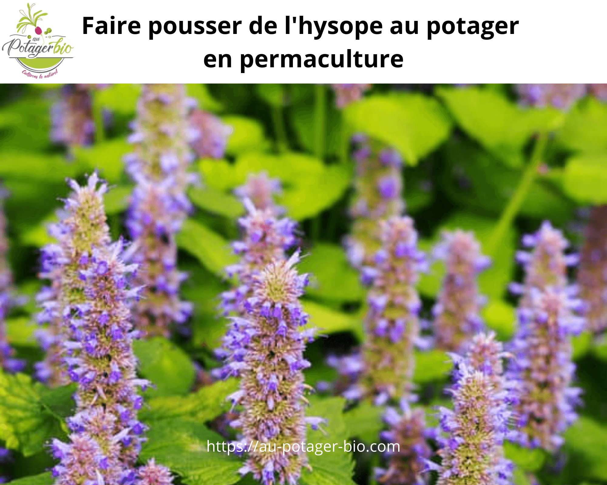 Hysope : Conseils semis, récolte et conservation - Au potager bio