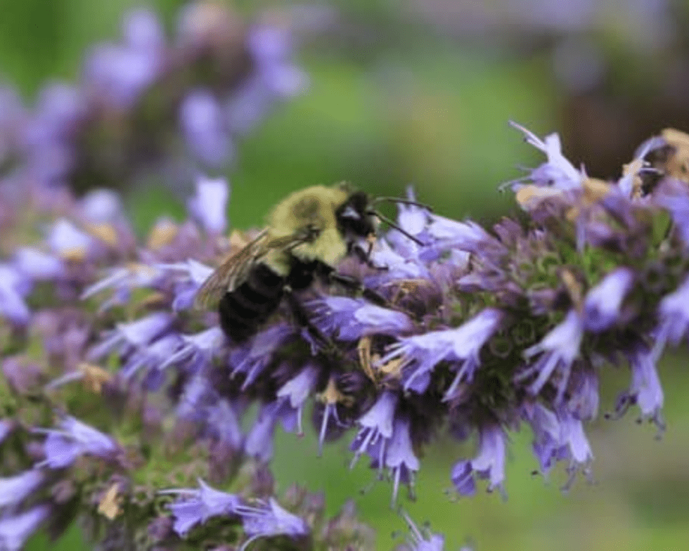 Hysope : Conseils semis, récolte et conservation - Au potager bio