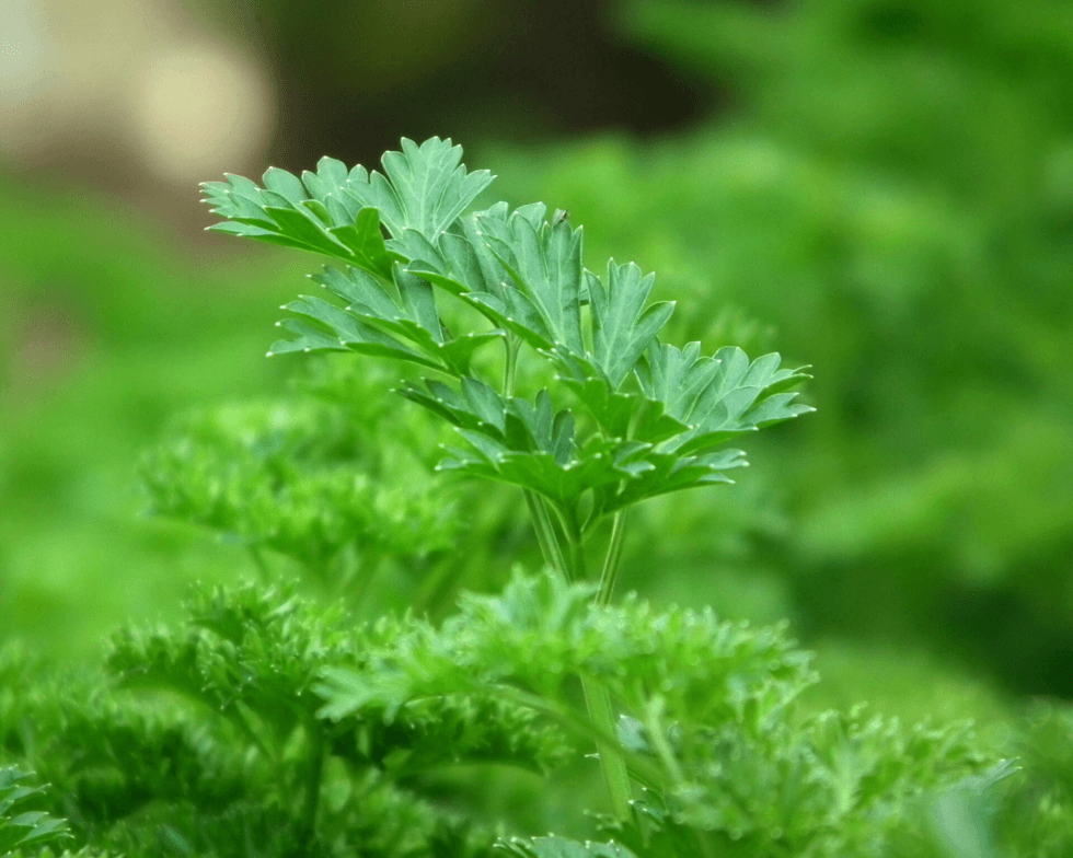 Faire pousser du persil : Semis et conseils de culture - Au potager bio