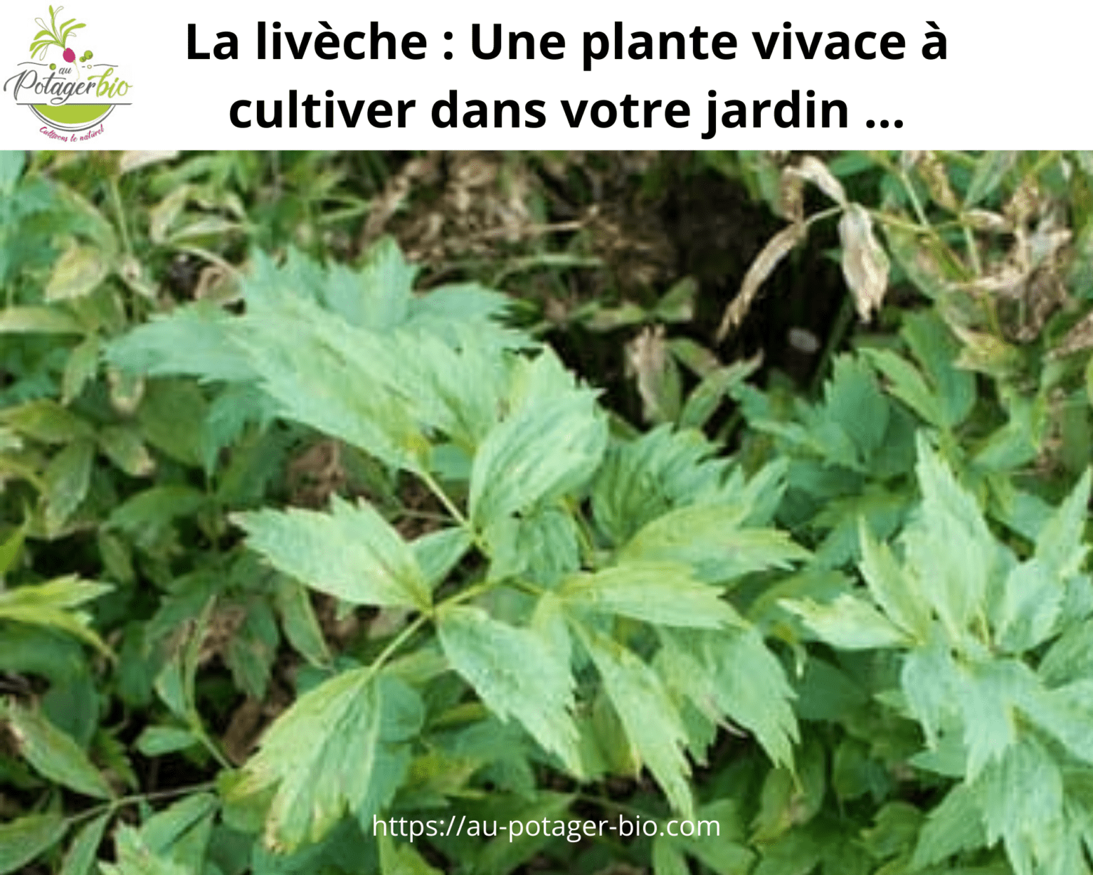 La livèche : Une plante vivace à cultiver dans votre jardin