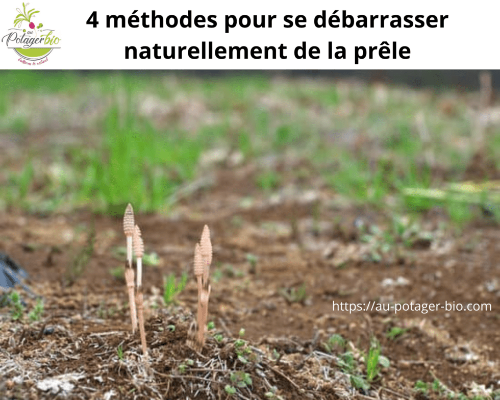 Se débarrasser de la prêle : 4 méthodes concrètes - Au potager bio