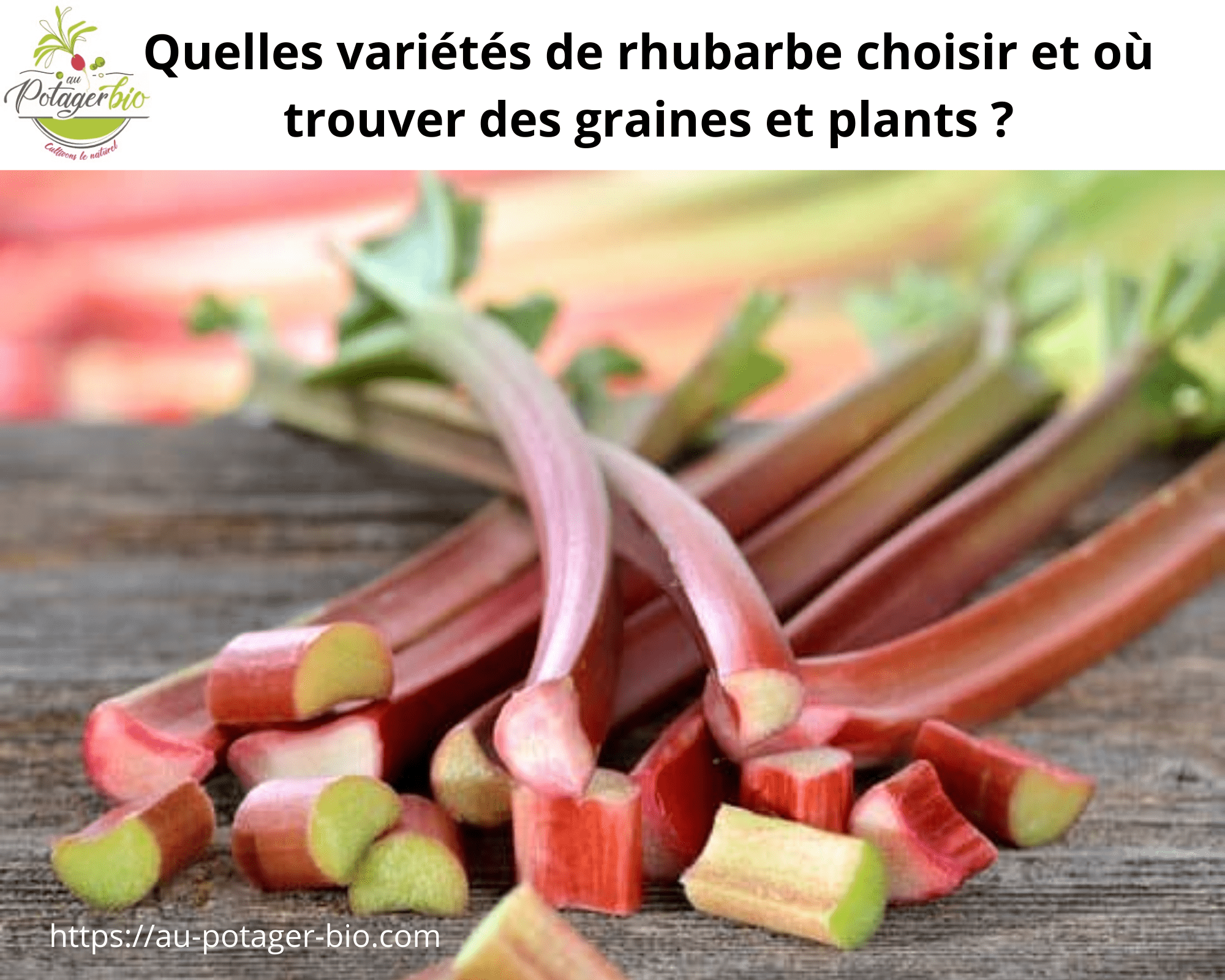 Variétés de rhubarbe : Lesquelles choisir selon leur acidité