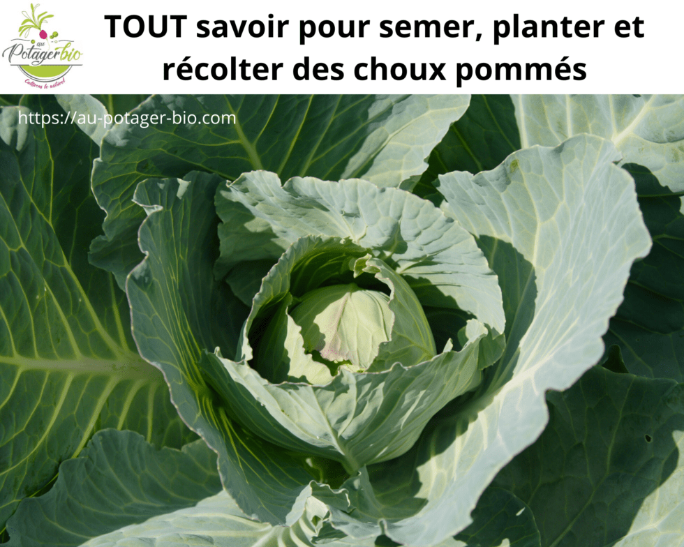 Chou pommé : Semer, planter et récolter - Au potager bio