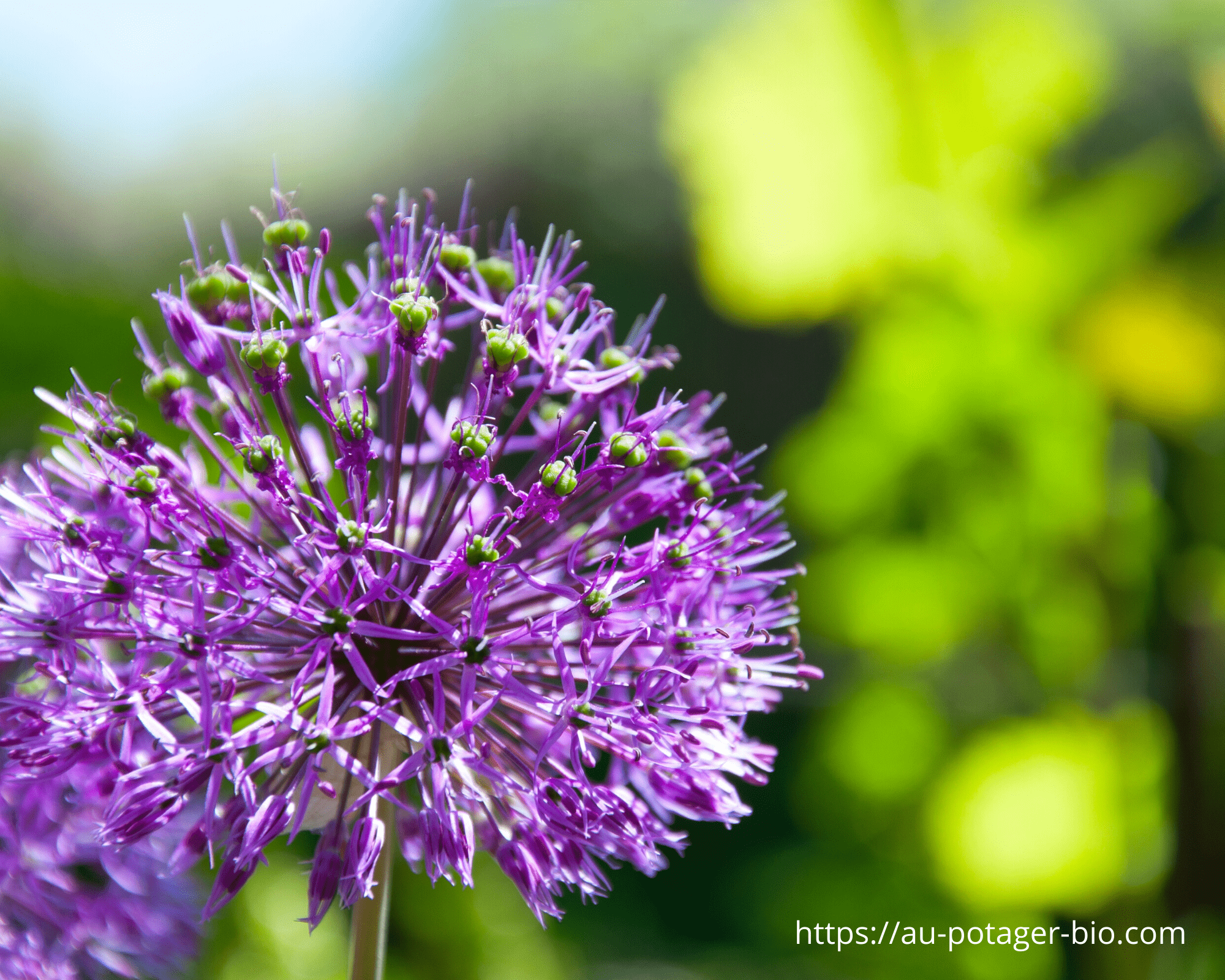 Les plantes répulsives pour éloigner les insectes - Au potager bio