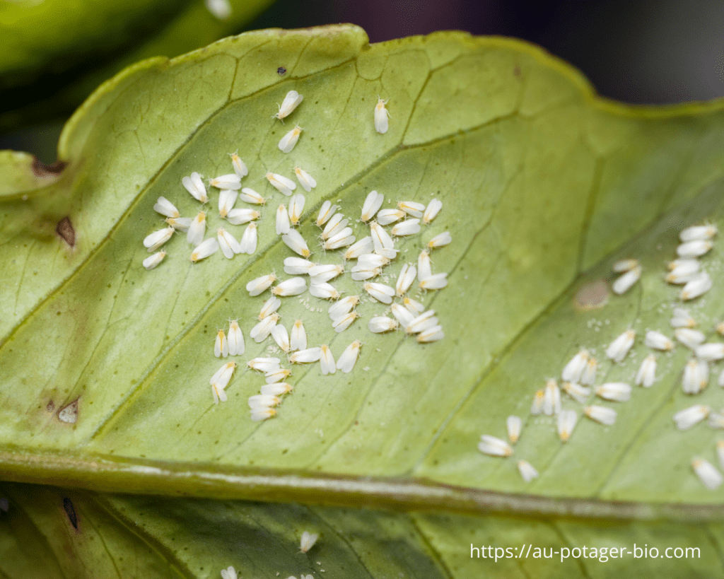 Aleurode : reconnaître et lutter contre la mouche blanche - Au potager bio
