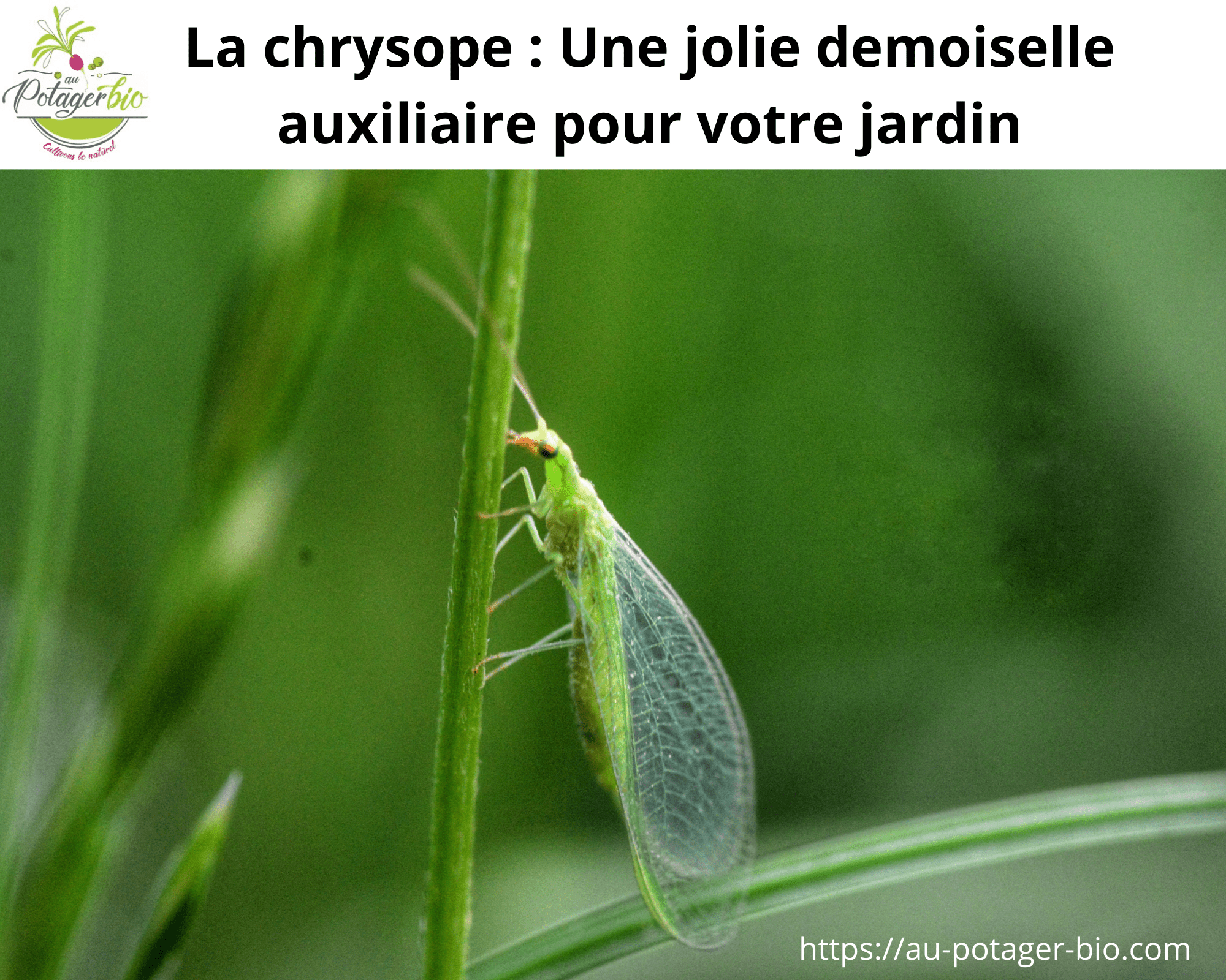La Chrysope : une jolie et redoudable auxiliaire au jardin