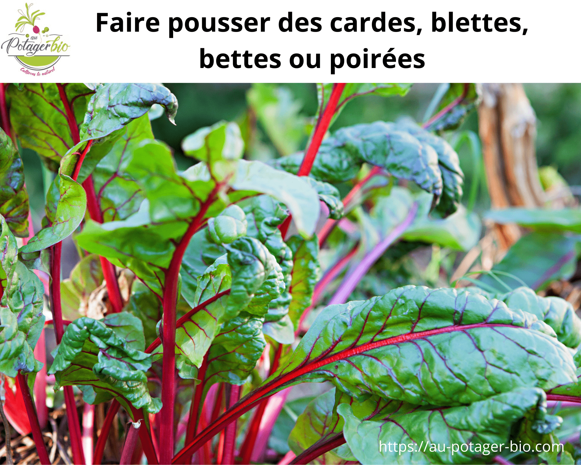 Faire pousser des cardes, blettes, bettes ou poirées