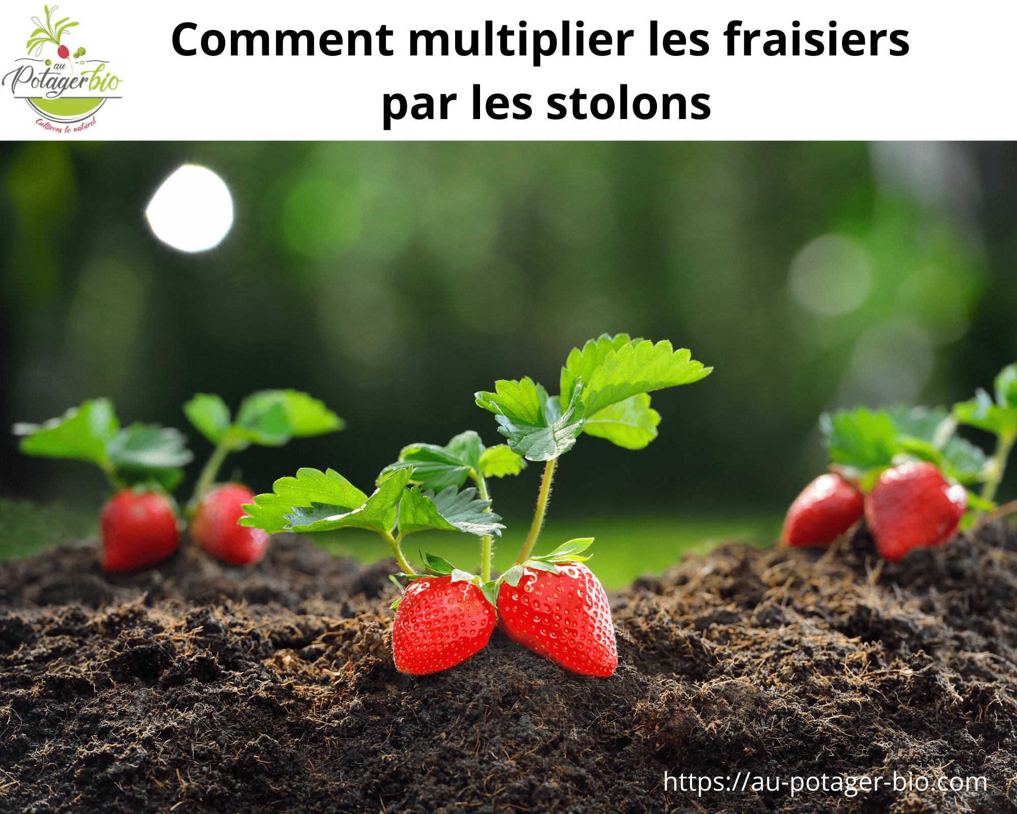 Comment multiplier les fraisiers par les stolons - Au potager bio
