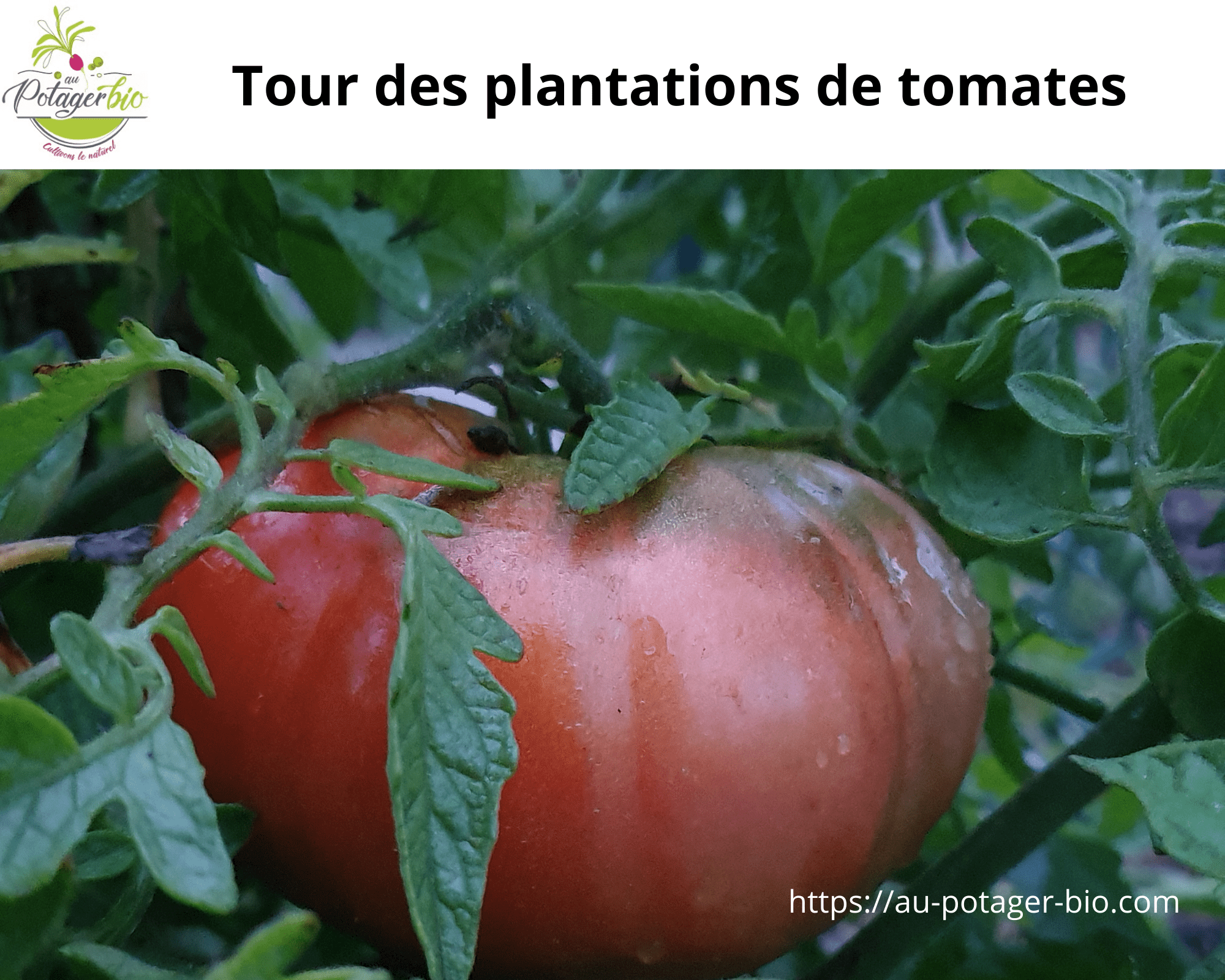 Plantations de tomates : Variétés et astuces de culture - Au potager bio