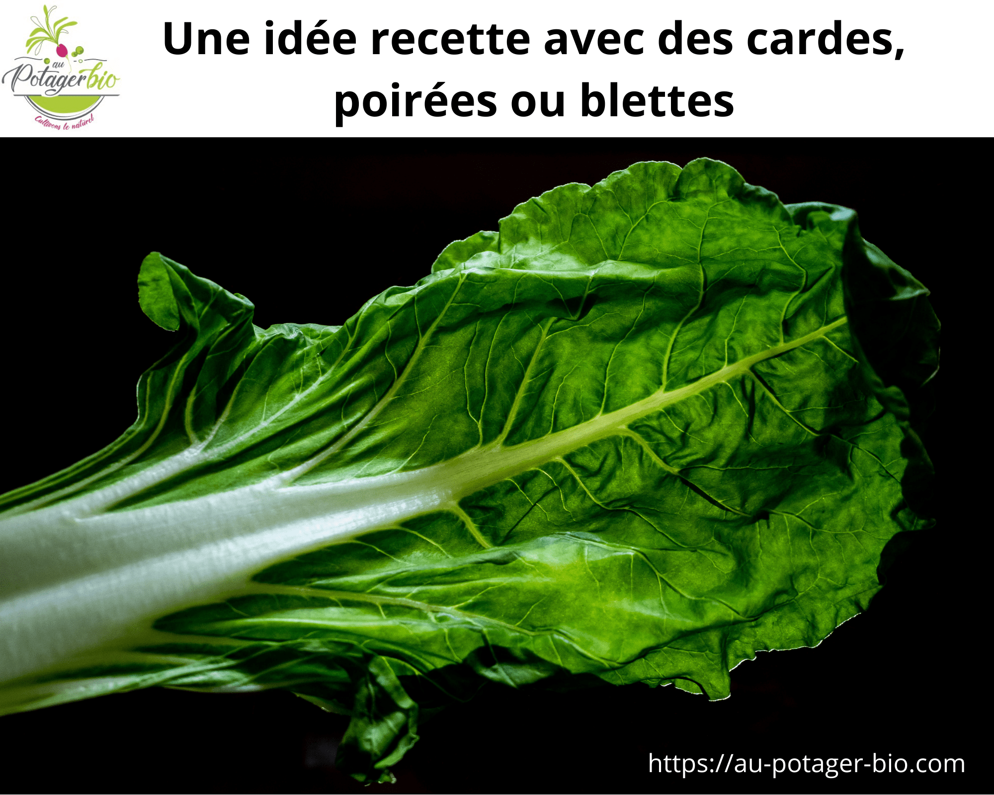 Recette avec des cardes, poirées ou blettes - Au potager bio