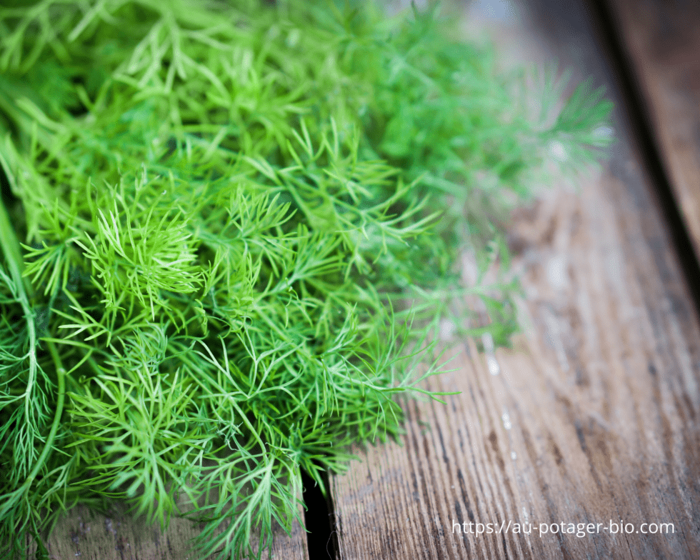 Aneth : Une plante aromatique à semer, planter et cultiver - Au potager bio