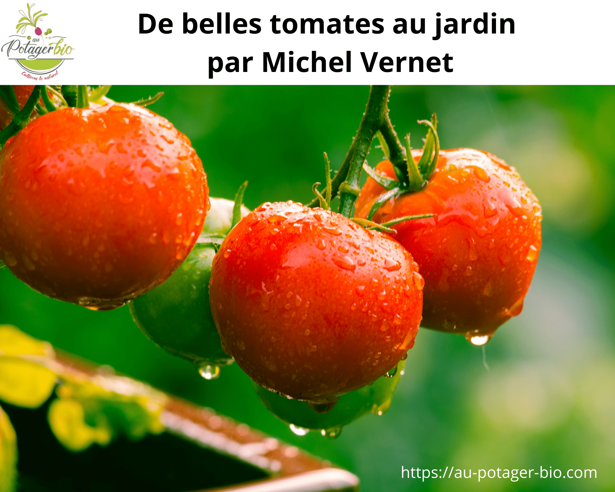 Avoir de belles tomates au jardin par Michel Vernet - Au potager bio