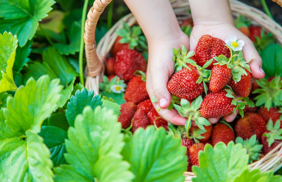 6 petits fruits rouges indispensables au jardin