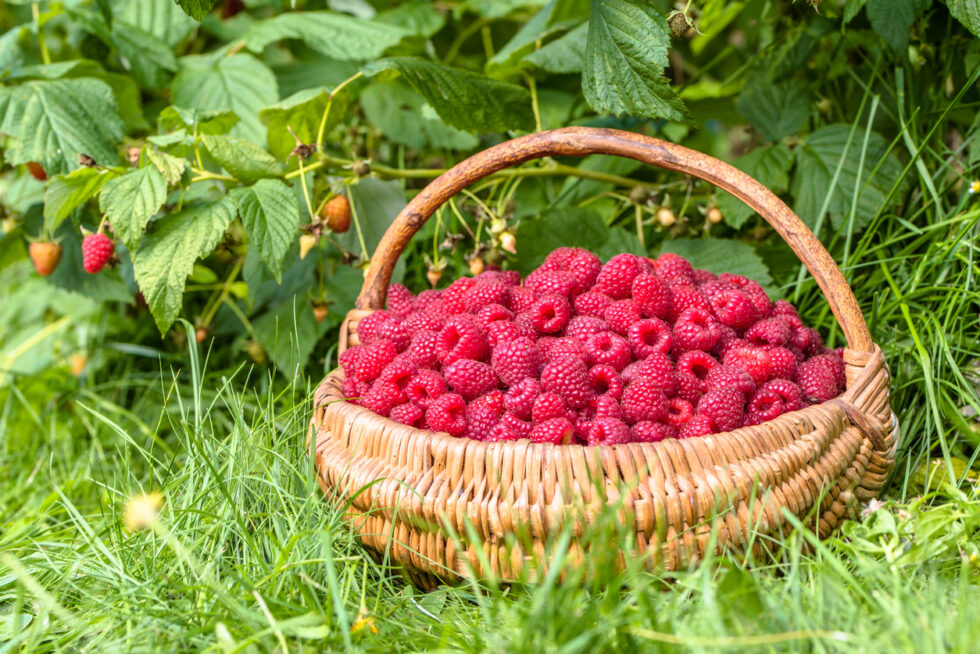 6 petits fruits rouges indispensables au jardin