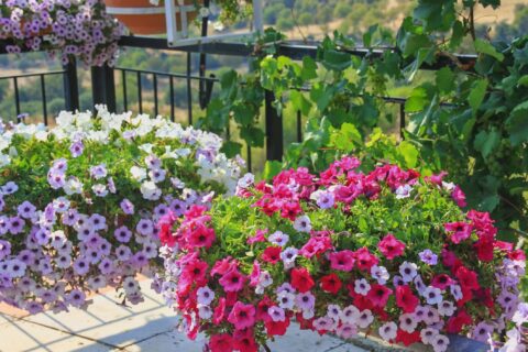 6 astuces pour fleurir un balcon tout l’été