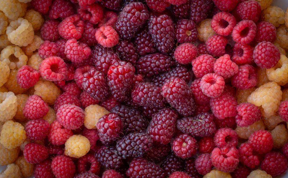 Comment cultiver un framboisier